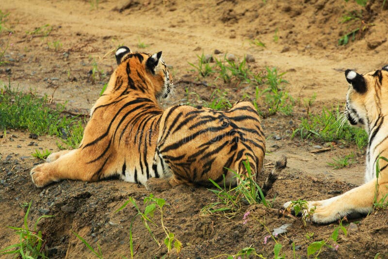 Siberian tiger have a rest stock photo. Image of siberia - 106652402