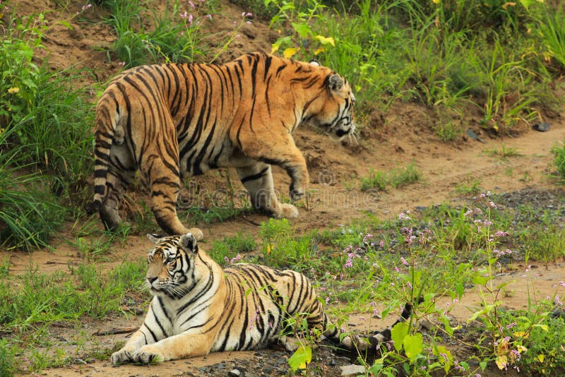 Siberian tiger have a rest stock photo. Image of carnivora - 106652760