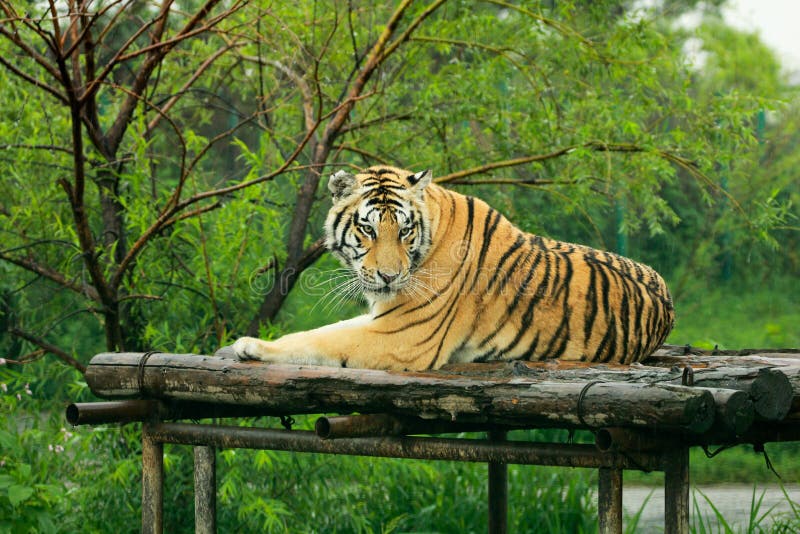 Siberian tiger have a rest stock image. Image of animals - 106653773
