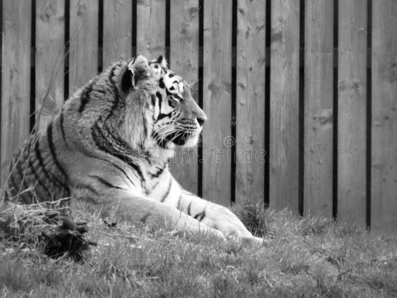 Tiger stock image. Image of rest, beautiful, tiger - 88707235