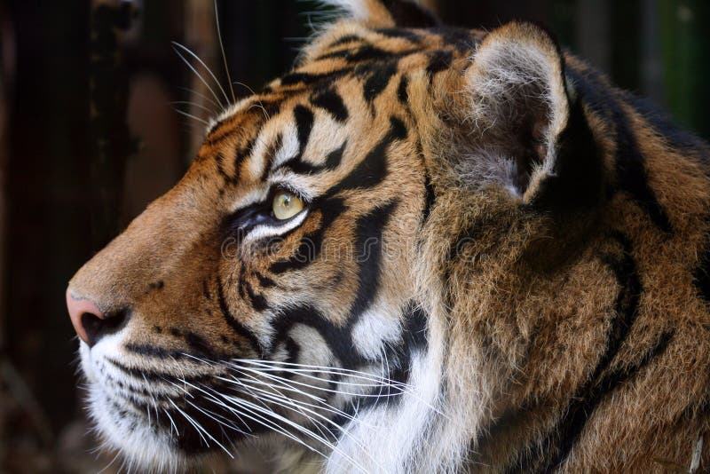 35,478 Tiger Head Stock Photos - Free & Royalty-Free Stock Photos from ...