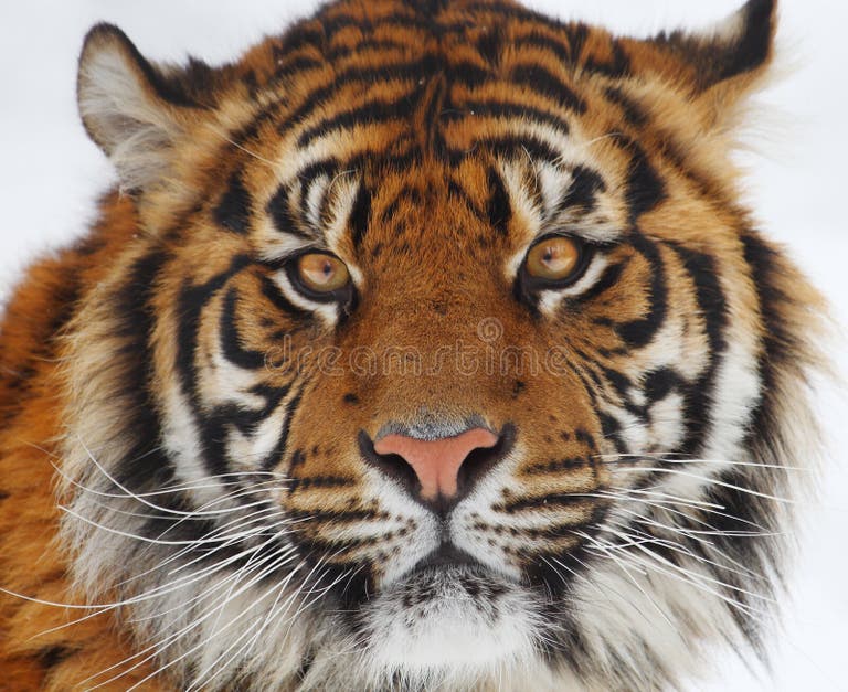 Tiger head stock photo. Image of head, stare, huge, animal - 4283808