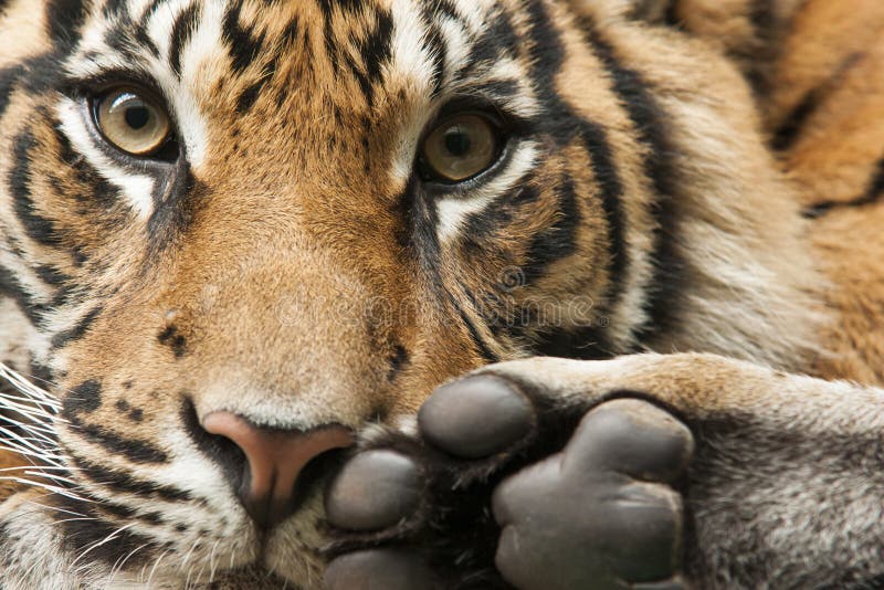 Bengali tiger in zoo stock photo. Image of detailed, deadly - 1558118