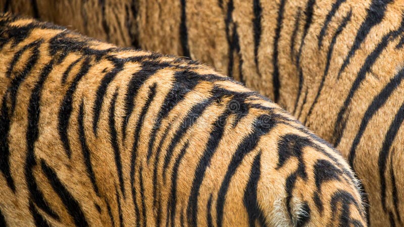 Tiger Head Pattern Stock Animals 4K Pattern Stock Photo - Image of ...