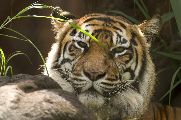Tiger head shot stock photo. Image of wildlife, zoology - 162506