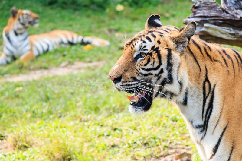 Tiger stock photo. Image of endangered, yellow, mammal - 55361768