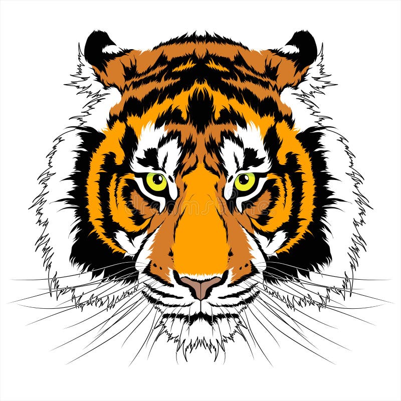 Tiger head stock vector. Illustration of animal, color - 15130164