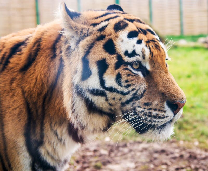 Tiger head stock image. Image of growl, animal, portrait - 87777921