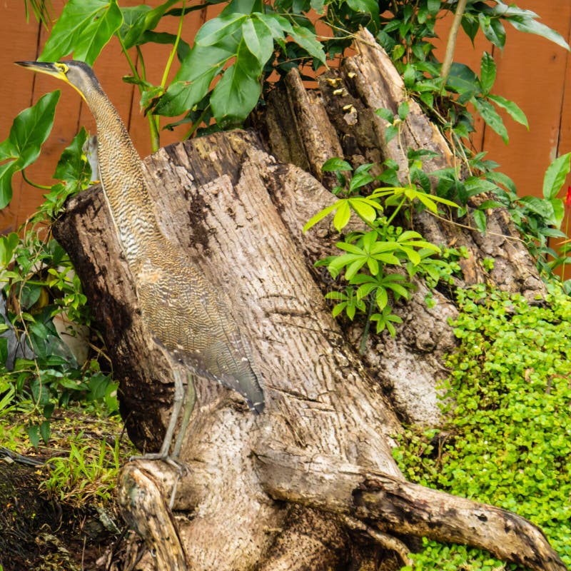 Tiger Heron camouflaged stock image. Image of tree, brown - 270889691