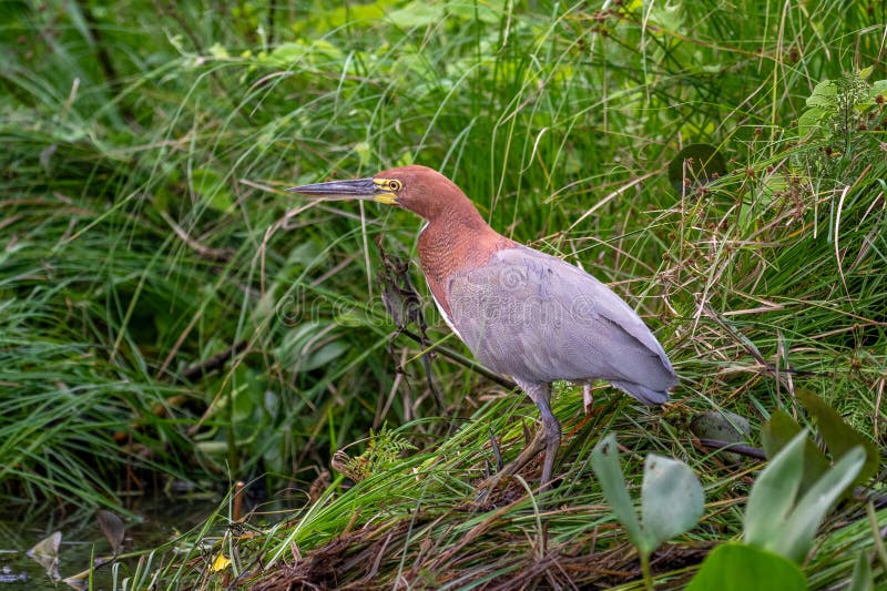 Tiger heron stock image. Image of lake, bittern, tree - 350336161