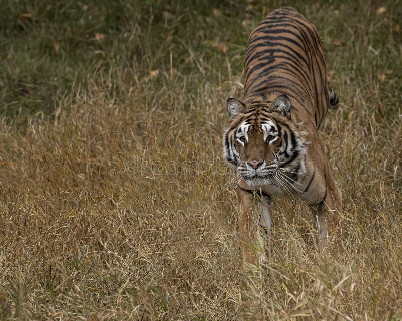 Tiger in Fall Colors in Montana USA Stock Photo - Image of graceful ...