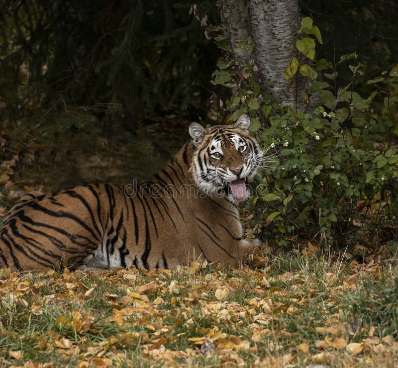 Tiger in Fall Colors in Montana USA Stock Photo - Image of huntress ...