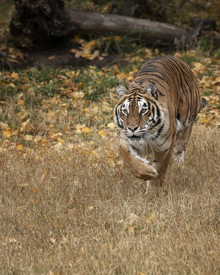 Tiger in Fall Colors in Montana USA Stock Photo - Image of patient ...