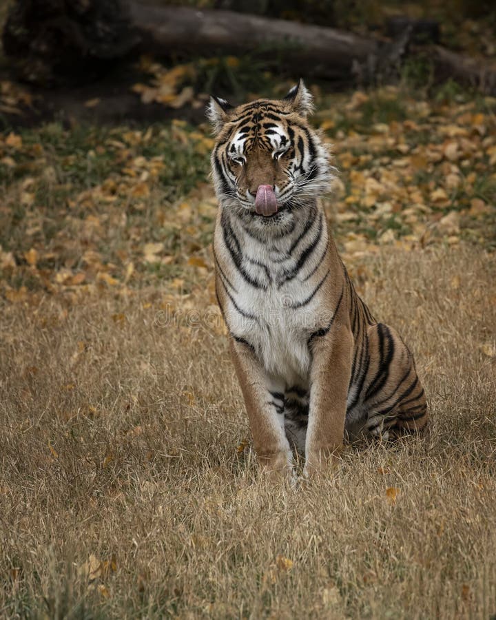 Tiger in Fall Colors in Montana USA Stock Image - Image of carnivore ...