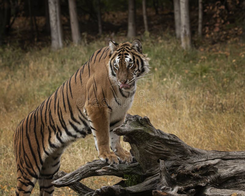 Tiger in Fall Colors in Montana USA Stock Image - Image of climber ...