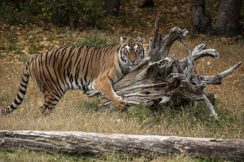 Tiger in Fall Colors in Montana USA Stock Photo - Image of graceful ...