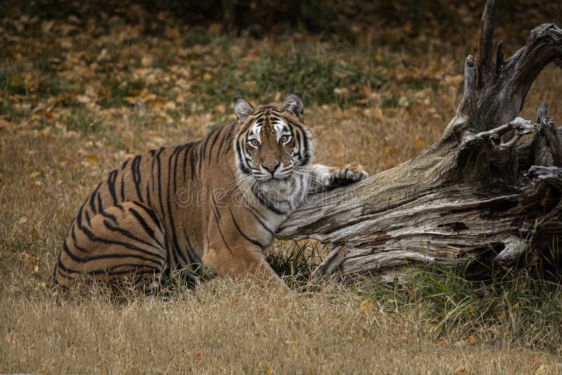 Tiger in Fall Colors in Montana USA Stock Image - Image of eyes ...