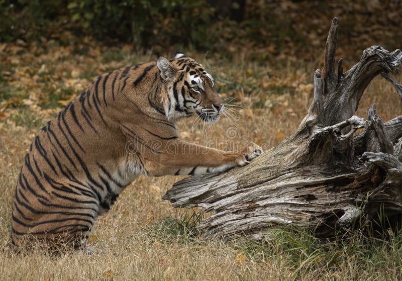 Tiger in Fall Colors in Montana USA Stock Image - Image of adult ...