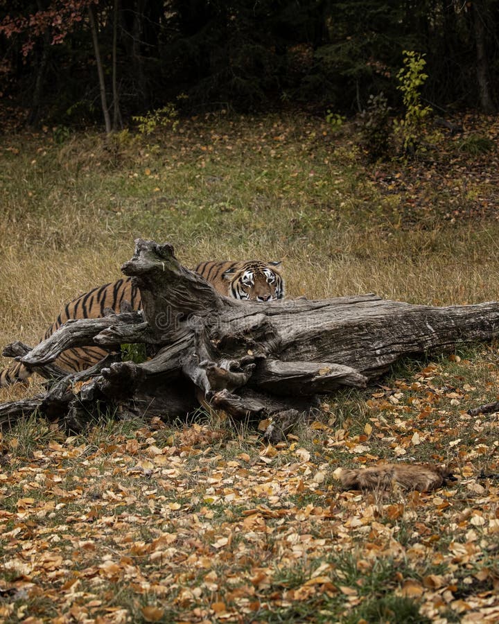Tiger in Fall Colors in Montana USA Stock Photo - Image of feline ...