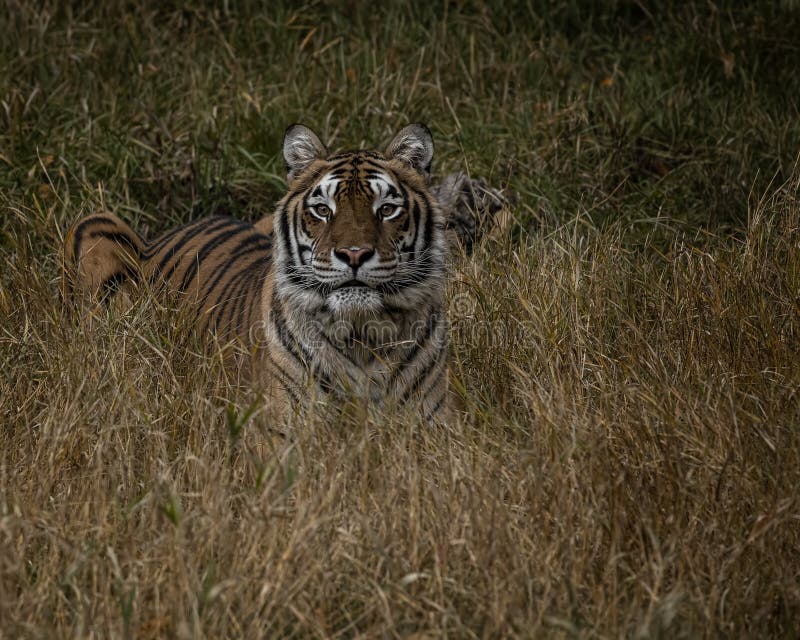 Tiger in Fall Colors in Montana USA Stock Photo - Image of hunter ...
