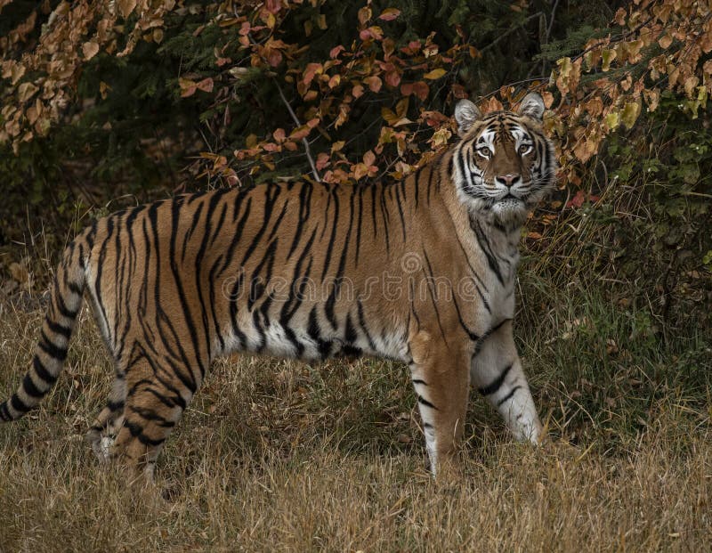 Tiger in Fall Colors in Montana USA Stock Image - Image of cubs ...