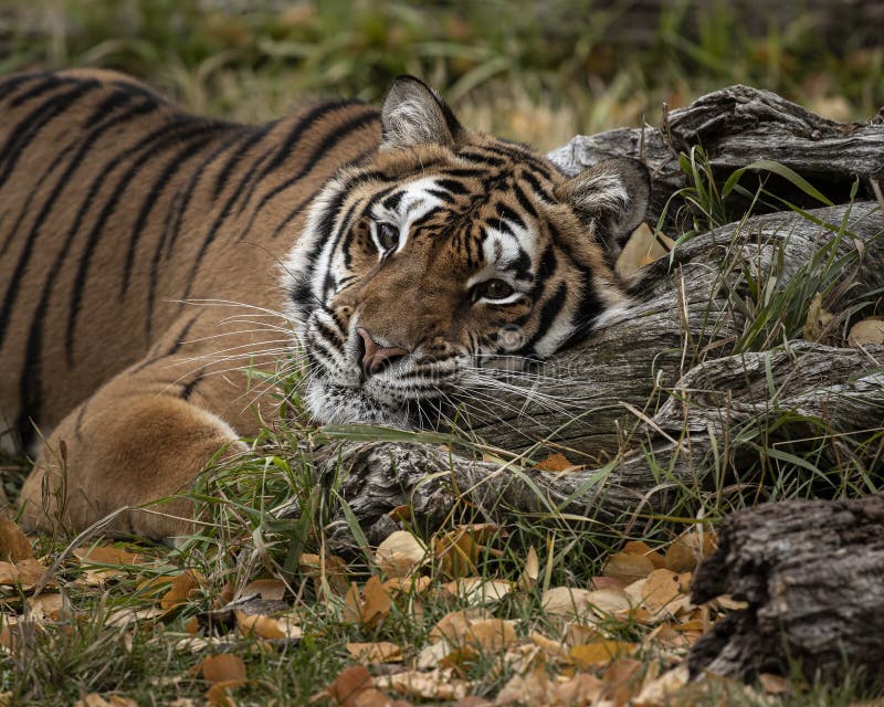 Tiger in Fall Colors in Montana USA Stock Image - Image of hunts ...