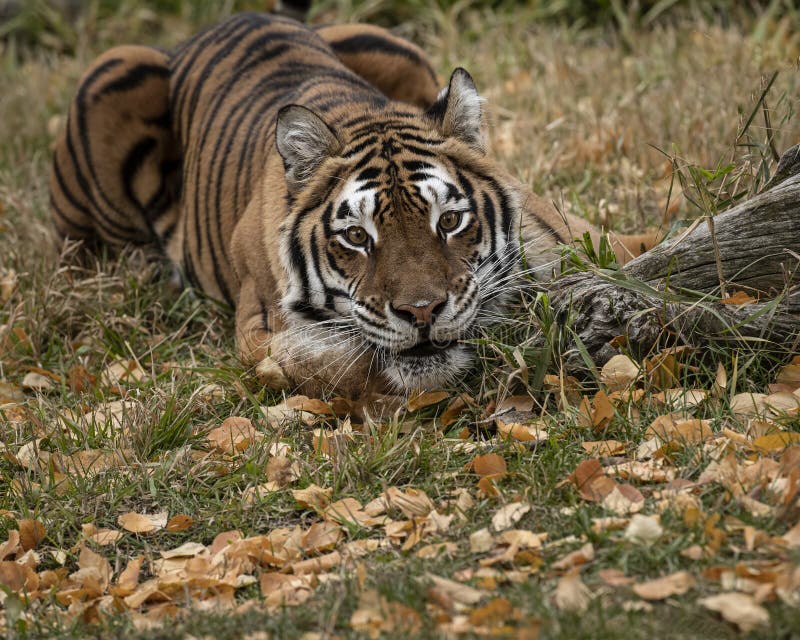 Tiger in Fall Colors in Montana USA Stock Image - Image of climber ...