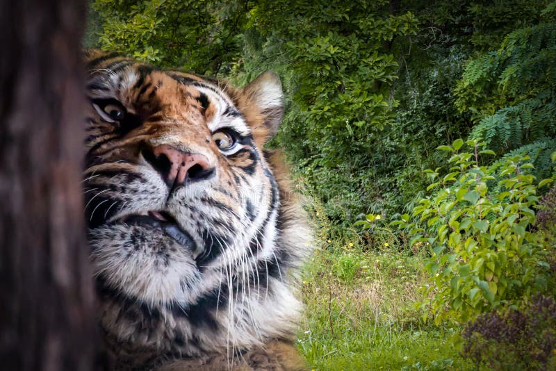 A Tiger Hidding Behind a Tree in the Forest Stock Image - Image of ...