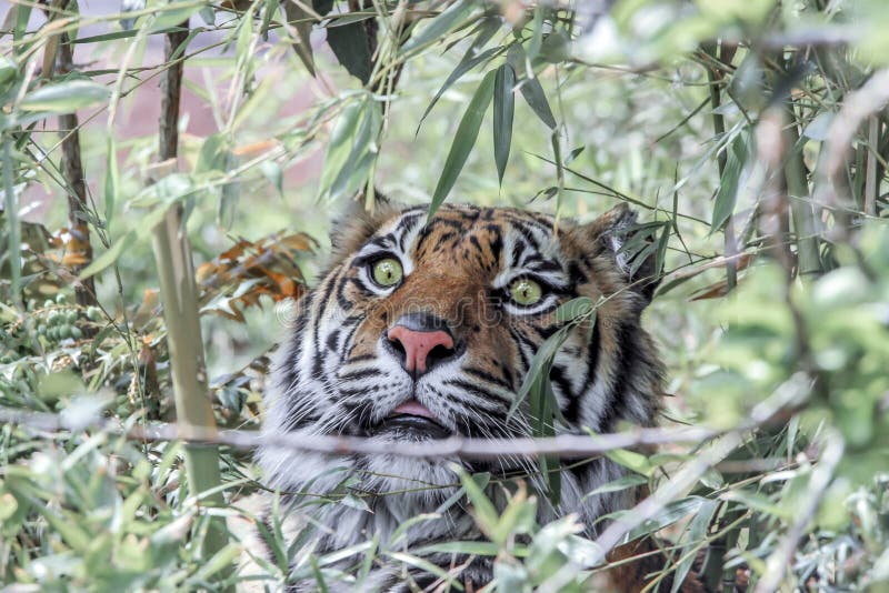 A tiger hide behind plants stock image. Image of grass - 105417825