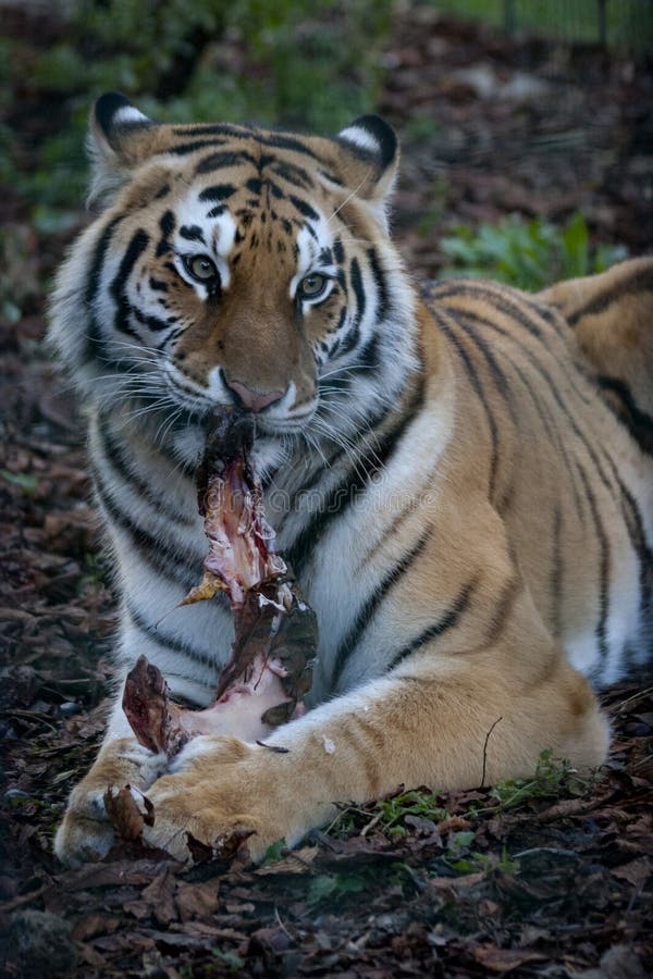 Tiger and His the Lunch stock image. Image of tiger, predator - 36731523