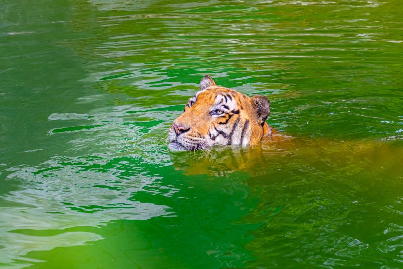 A Tiger on hot summer day stock image. Image of safari - 246193509