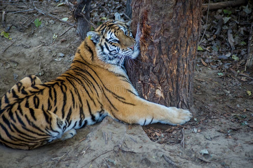 Tiger is hugging a tree stock photo. Image of harbin - 46493226