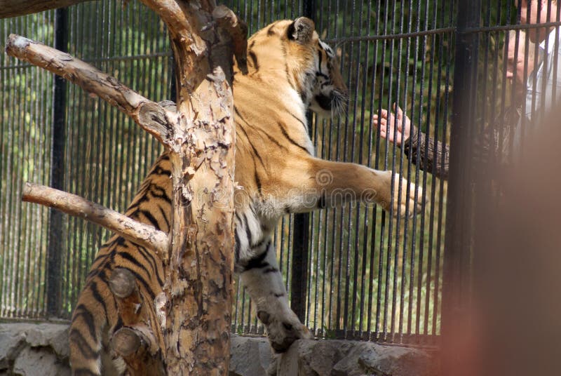 Tiger and human stock photo. Image of amusement, gardens - 6245242