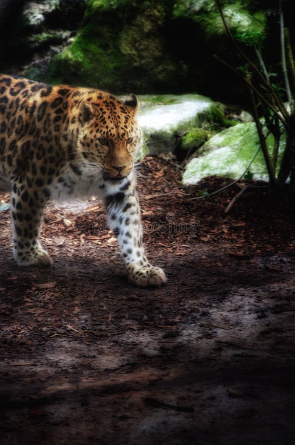 Tiger stock image. Image of amimal, hungry, wildlife - 113720889