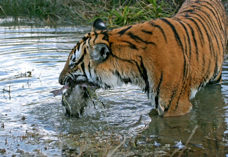 Siberian Tiger cub stock photo. Image of catch, close - 8383576