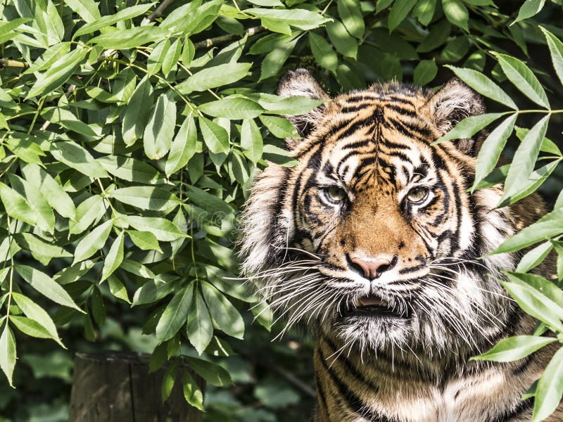 Tiger in a tree stock photo. Image of feline, animal - 117474936