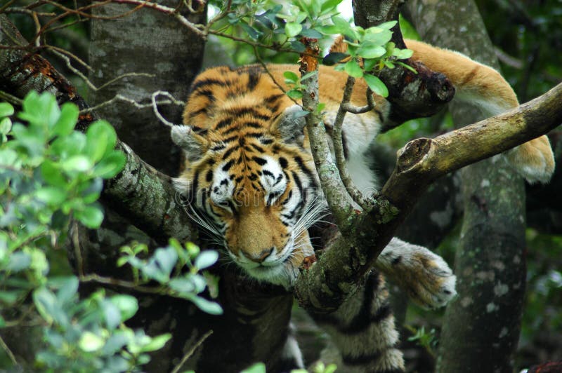 Tiger im Baum stockbild. Bild von schön, karosserie, most - 2039427