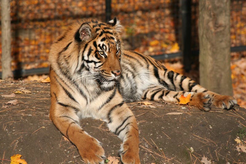 Tiger im Fall stockfoto. Bild von eingesperrt, gefangener - 11641232