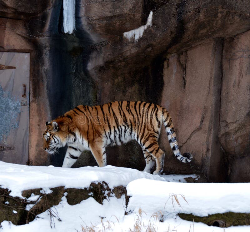 Tiger im Schnee redaktionelles bild. Bild von abgedeckt - 48954440