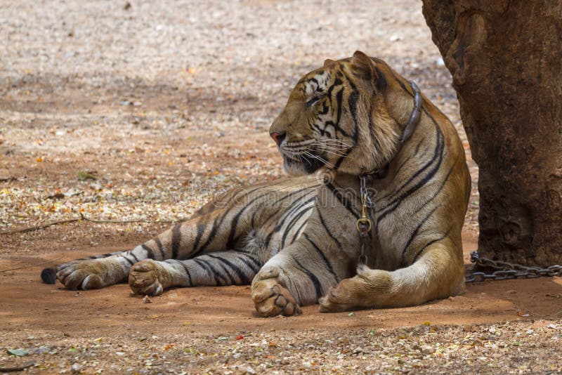 Tiger im Tigertempel stockbild. Bild von gefahr, schön - 40880785