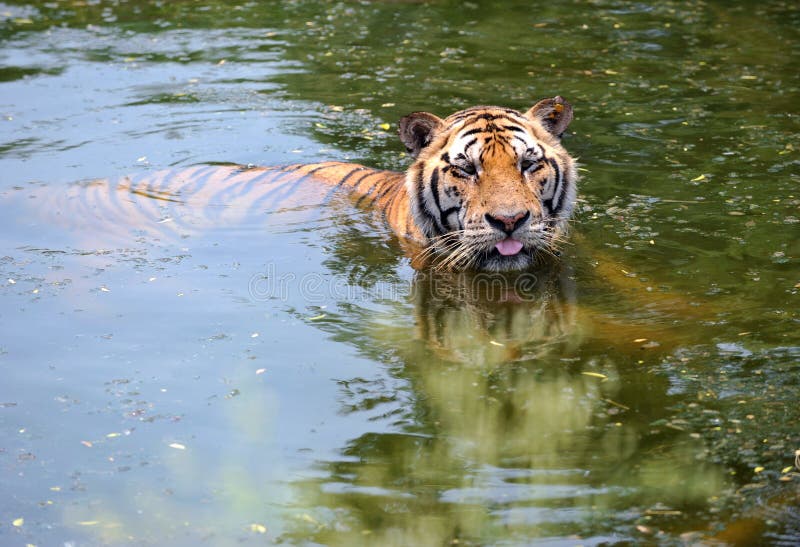 Tiger im Wasser stockfoto. Bild von tatze, jäger, bengalen - 49201294
