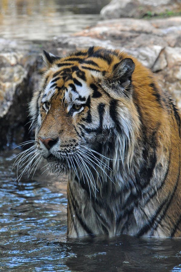 Tiger im Wasser stockbild. Bild von streifen, teich - 164102547