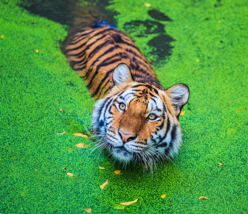 Tiger im Wasser stockbild. Bild von säugetier, gesicht - 37628119