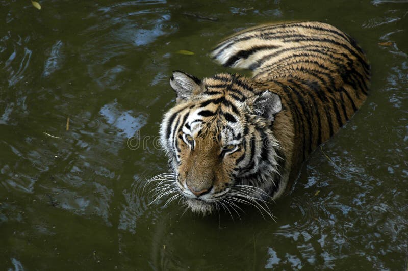 Tiger im Wasser stockfoto. Bild von streifen, katzen, teich - 824816