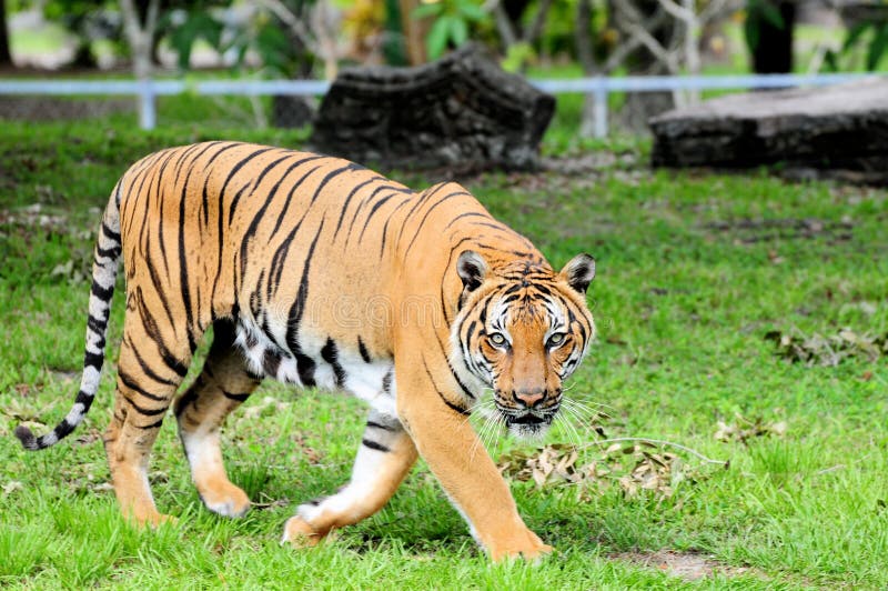Tiger im Zoo stockfoto. Bild von schön, augen, tiere - 31090692