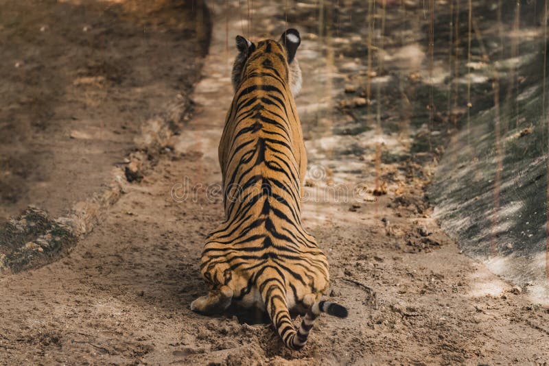 The Tiger Imposingly Defecat in the Zoo Stock Image - Image of river ...
