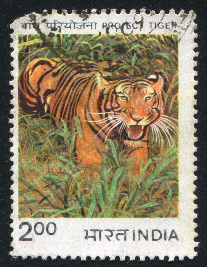 Tiger editorial photo. Image of postcard, philately - 240595566