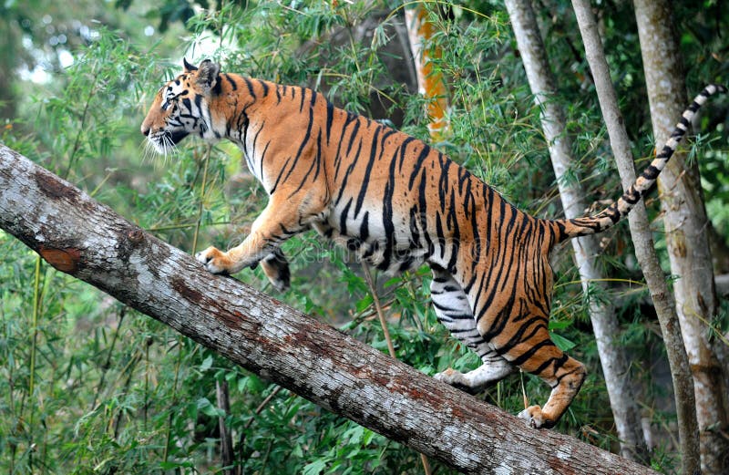 Tigre del Java immagine stock. Immagine di arancione, java - 3999629