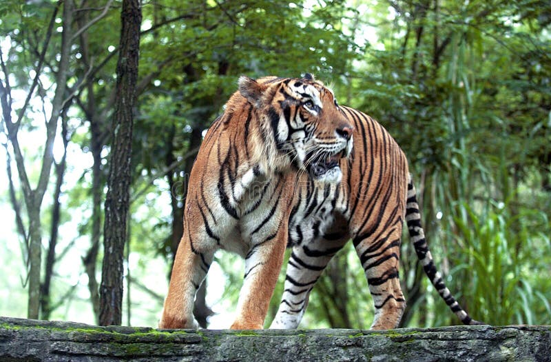 Tiger Indonesia image stock. Image du expression, safari - 55586885