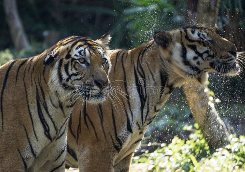 Tiger with Its Colourful Camouflage and Unique Patterns Stock Image ...